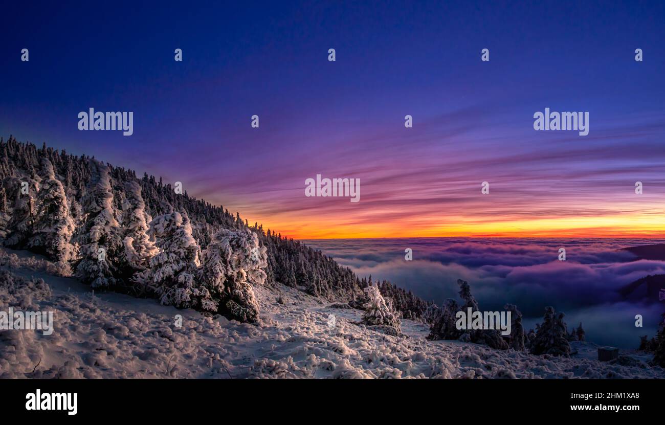 Scenic landscape with spruce trees covered with rime after sunset, view ...