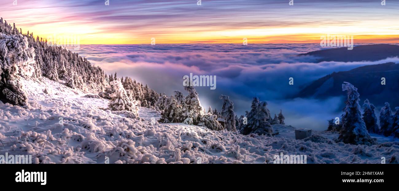 Scenic landscape with spruce trees covered with rime after sunset, view ...