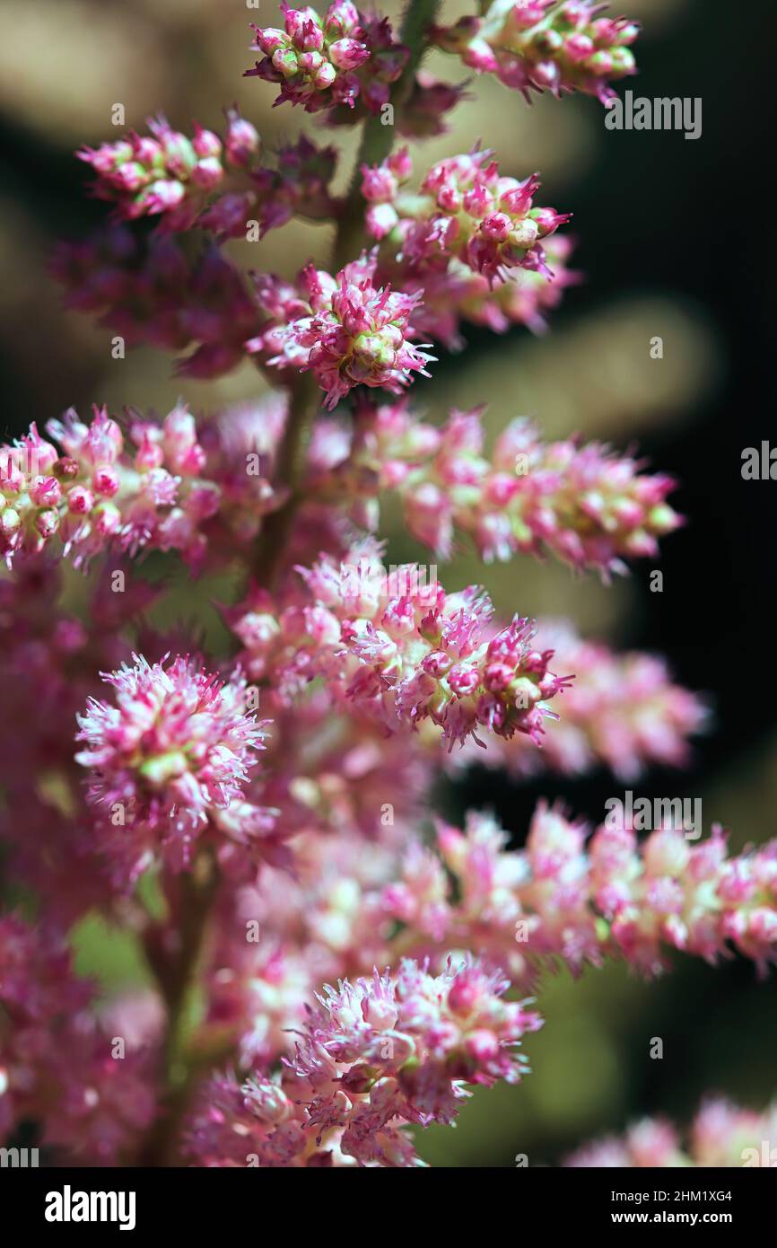 White astilbe hi-res stock photography and images - Alamy