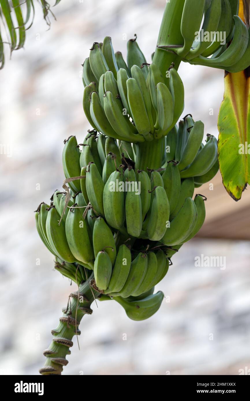 Banana trees are bearing fruit. Close-up bunch of still unripe green ...