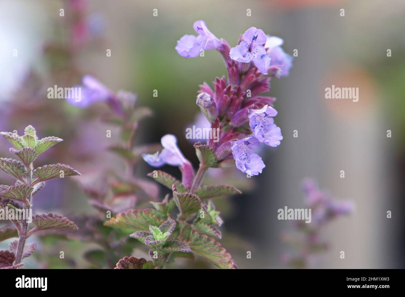 Pink catmint hi-res stock photography and images - Alamy