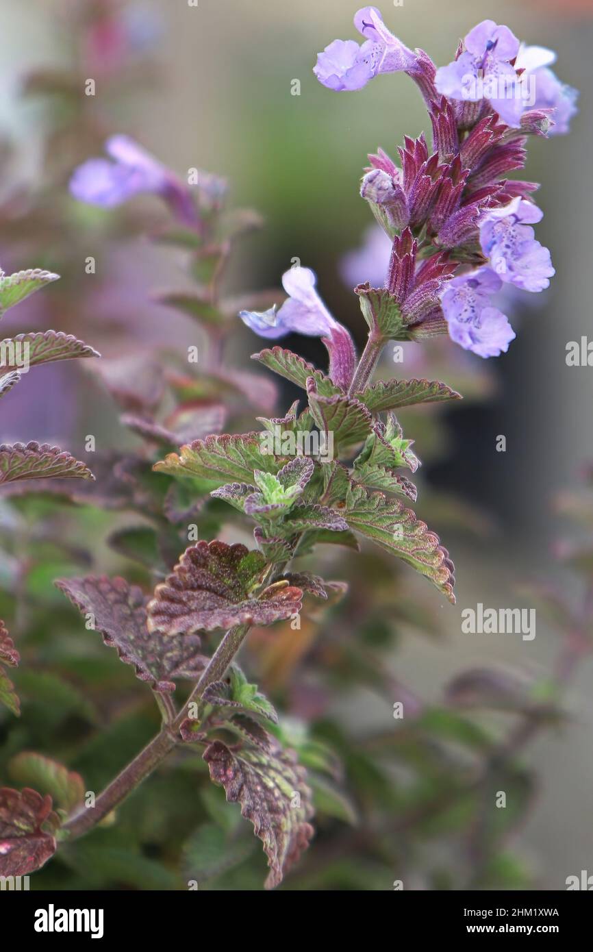 Delicate pink flowers bloom on a catmint plant Stock Photo - Alamy
