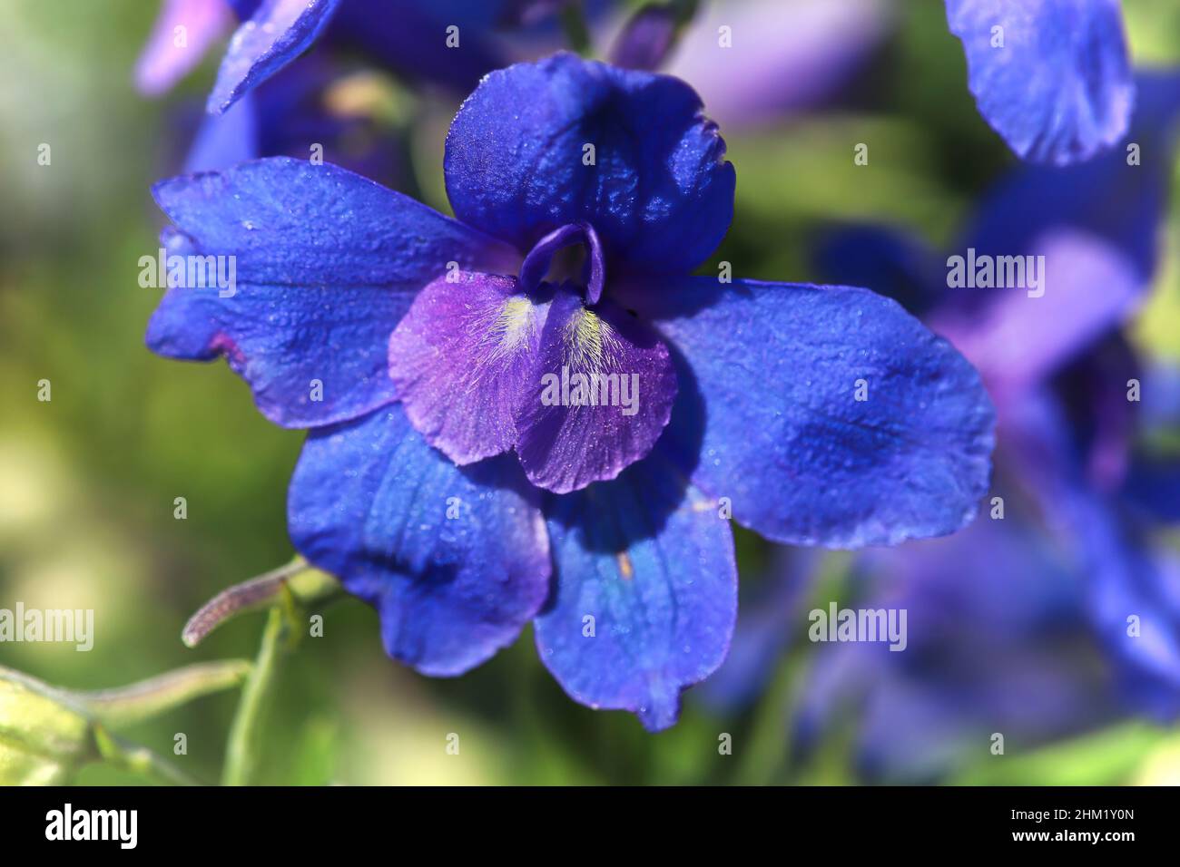 Macro of the purple flowers on delphinium plants Stock Photo - Alamy