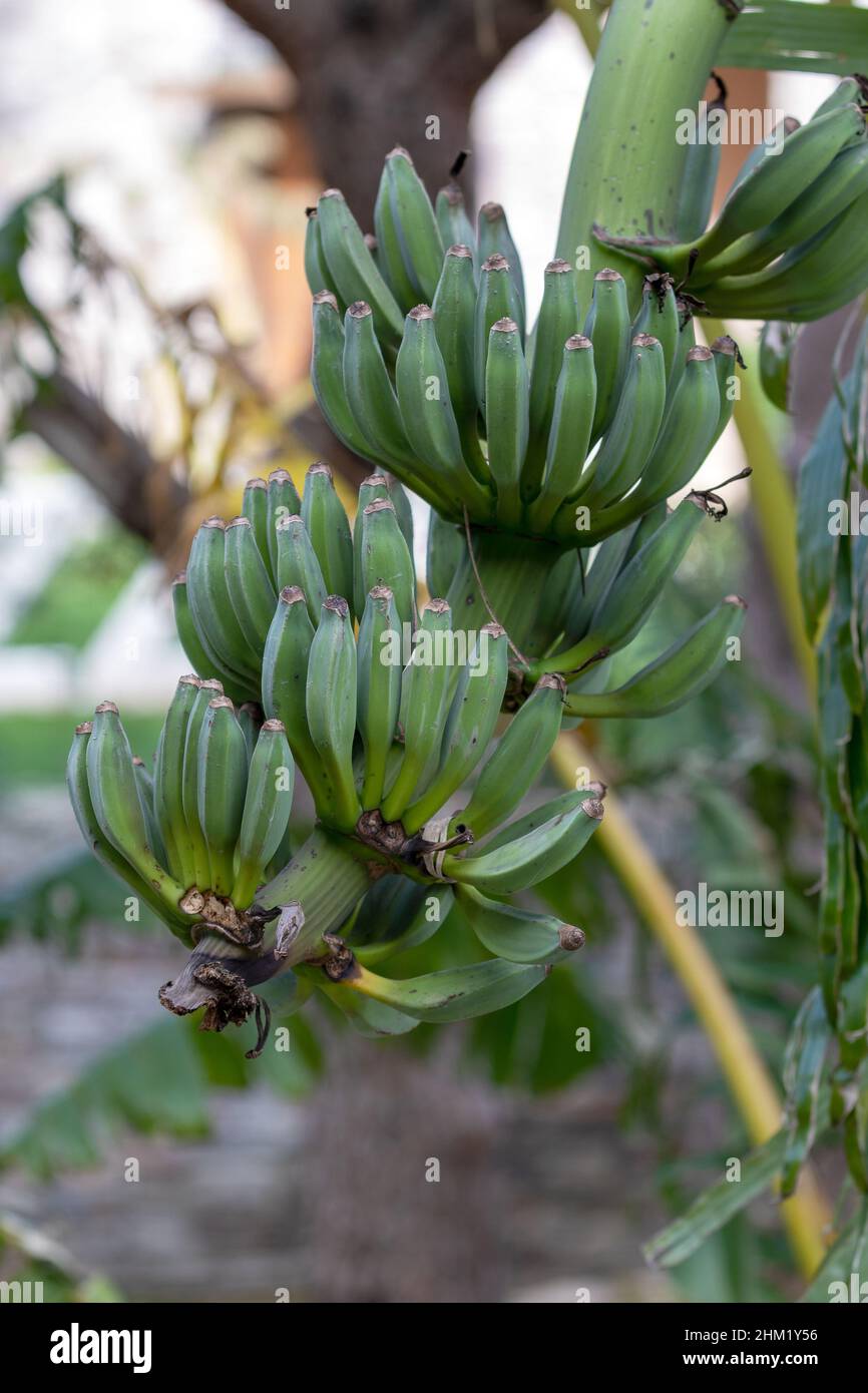 Banana trees are bearing fruit. Close-up bunch of still unripe green ...