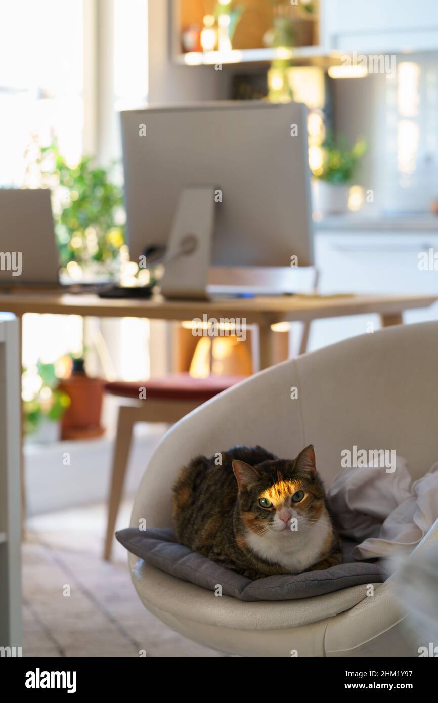 Lovely cozy picture of lazy brown cat relaxing on chair in sun rays at ...