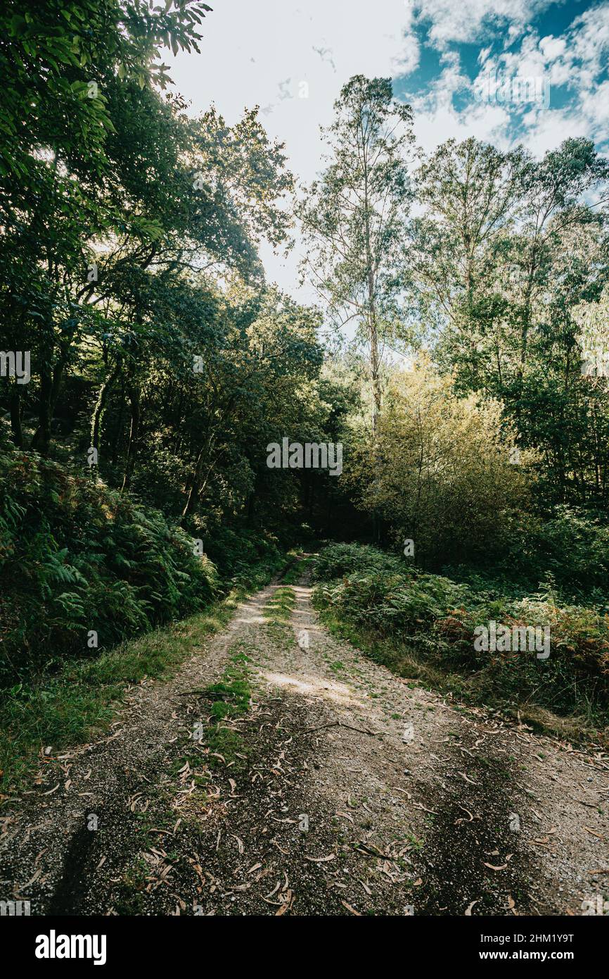 A bright path in the middle of the forest with lot of trees Stock Photo ...