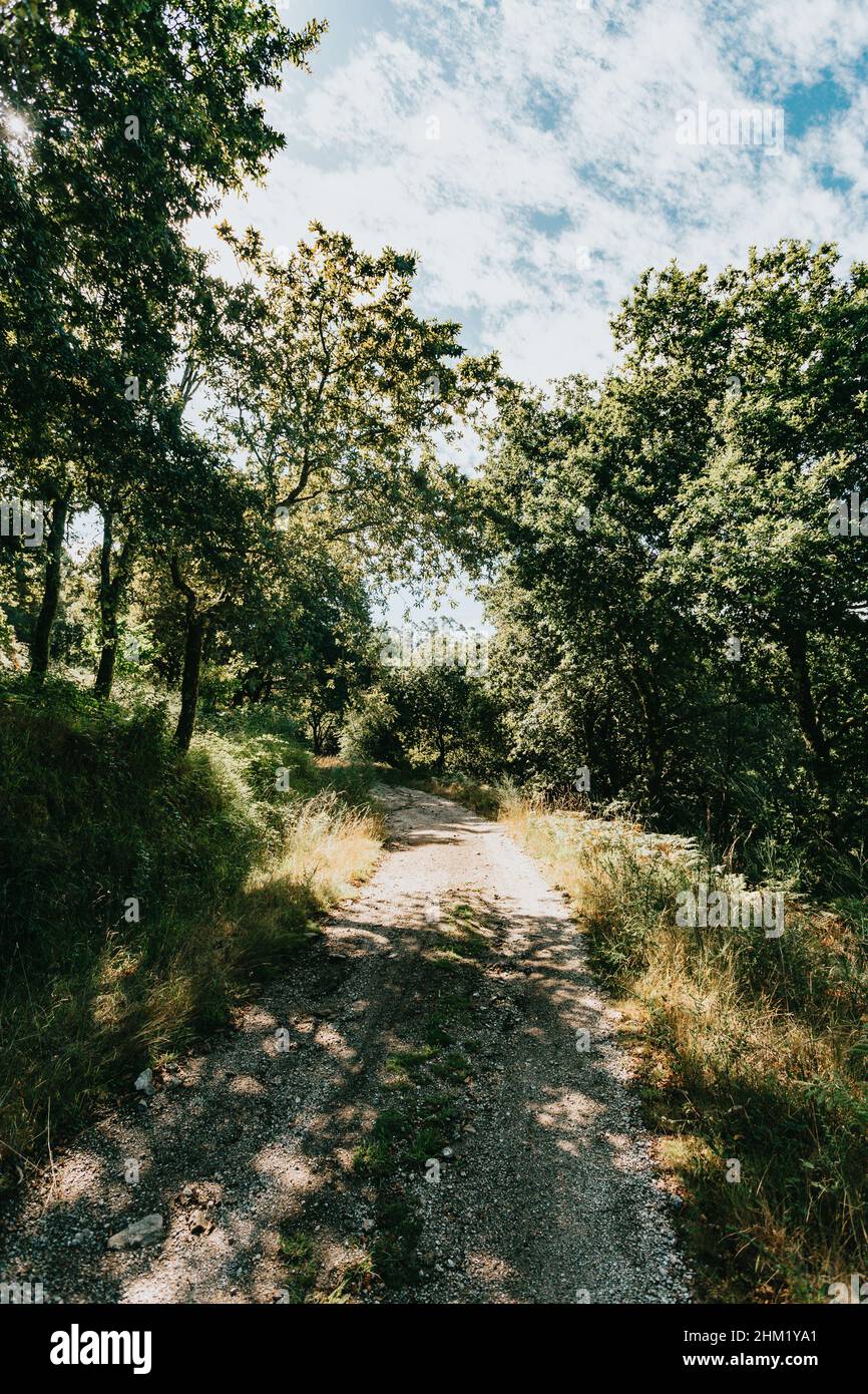 A perfect path for hiking through the forest Stock Photo - Alamy