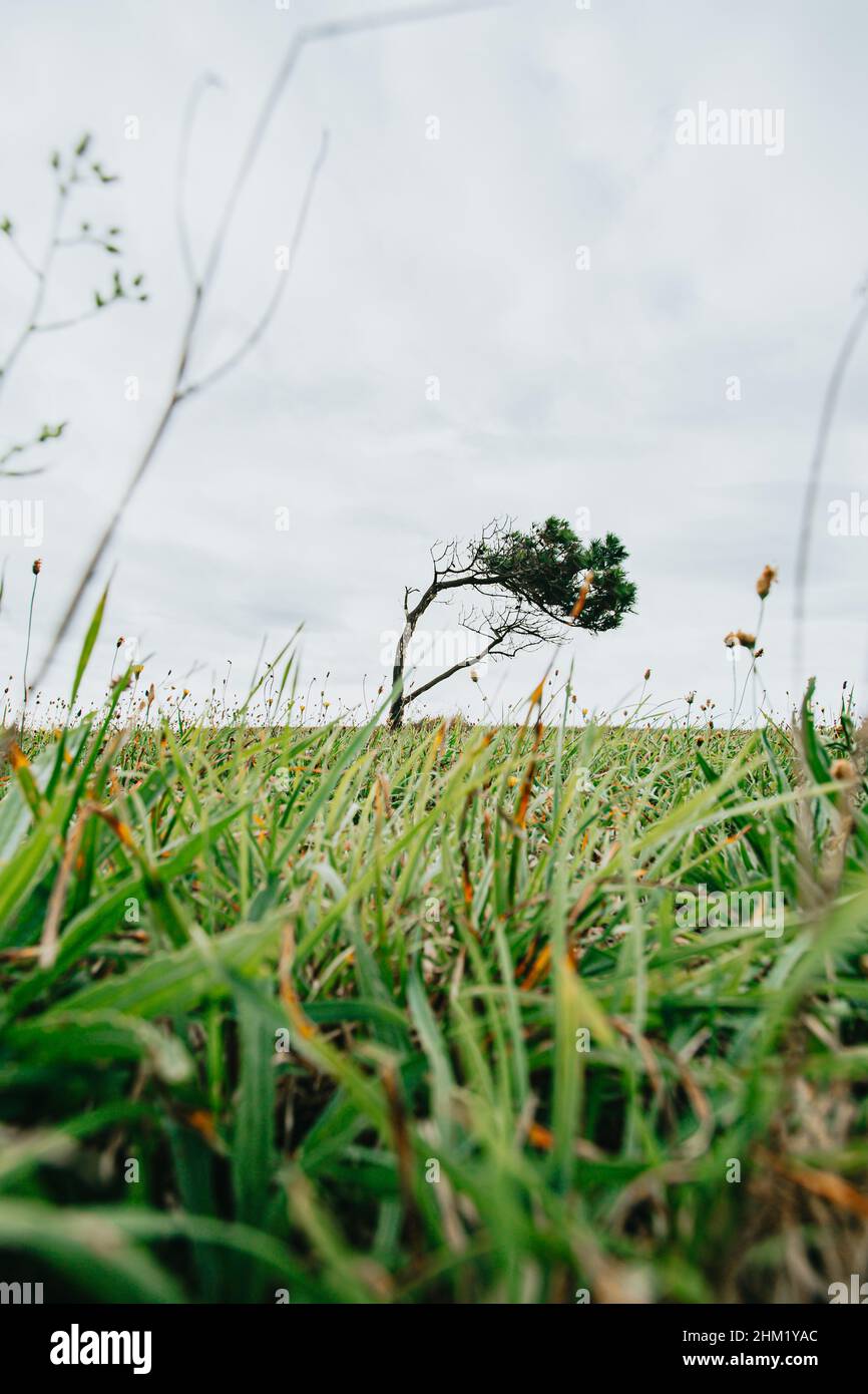 Distorted tree hi-res stock photography and images - Alamy