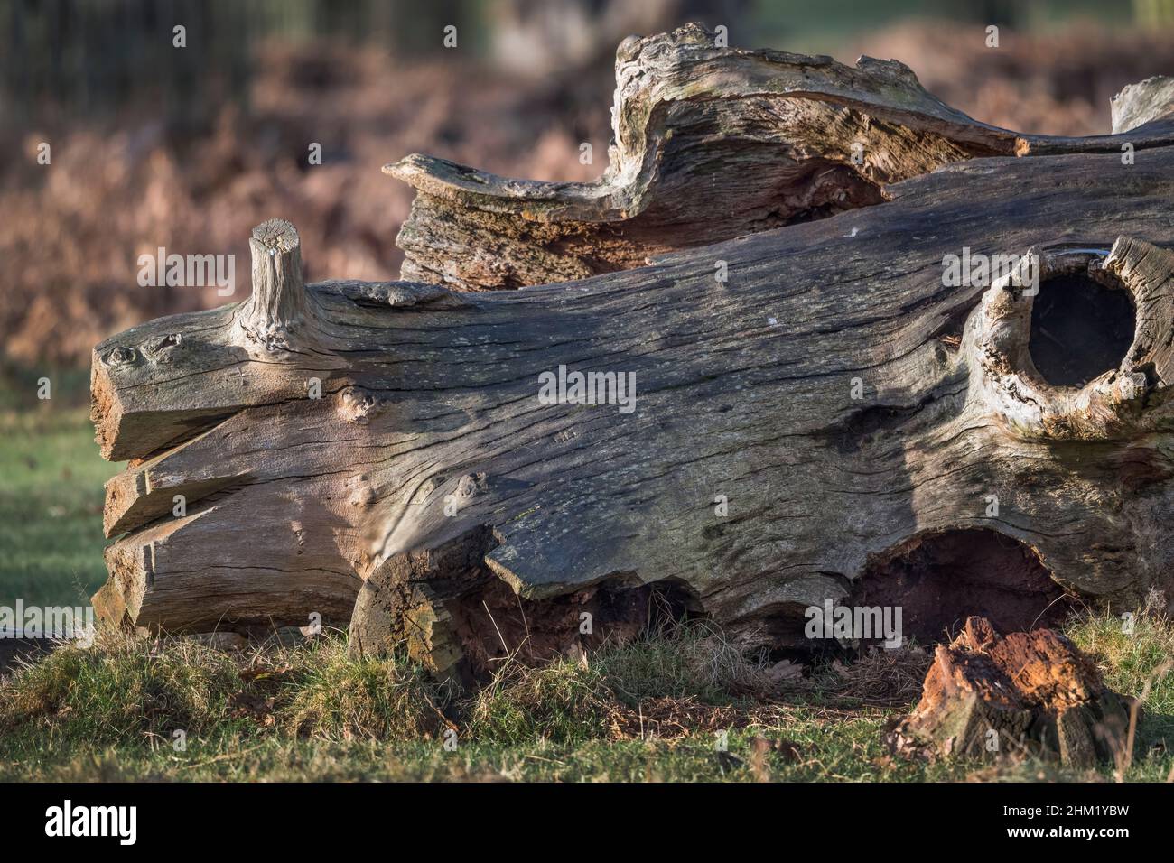 large old tree has been cut down and left to decay Stock Photo - Alamy