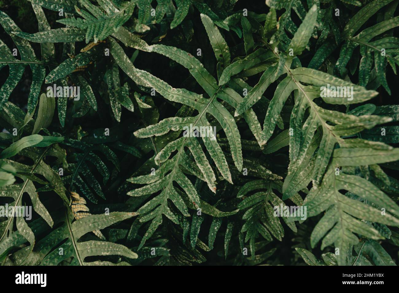 Backgrounds ornamental plants texture hi-res stock photography and ...