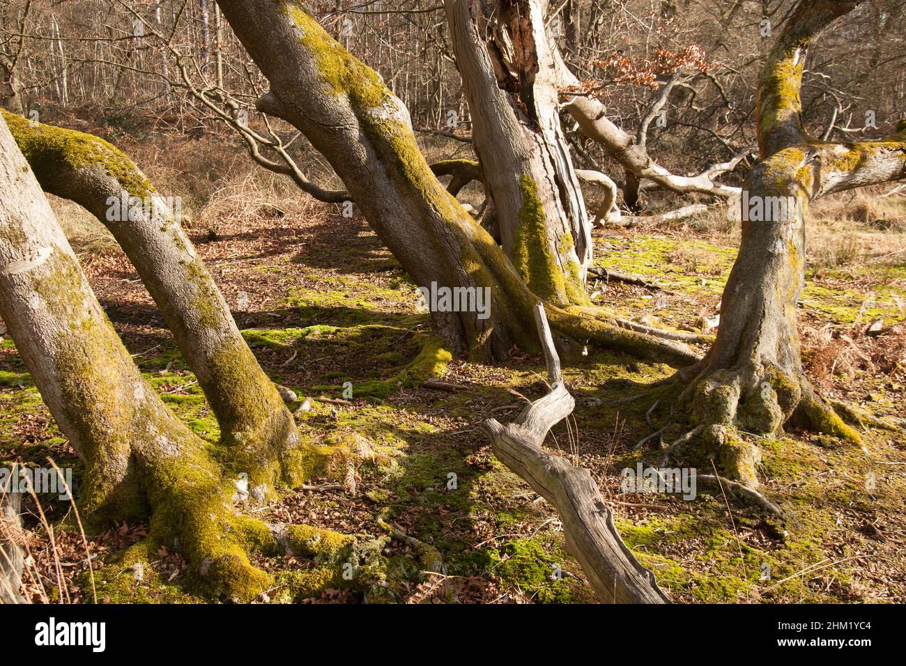 Epping Forest Essex, England UK Europe Stock Photo - Alamy