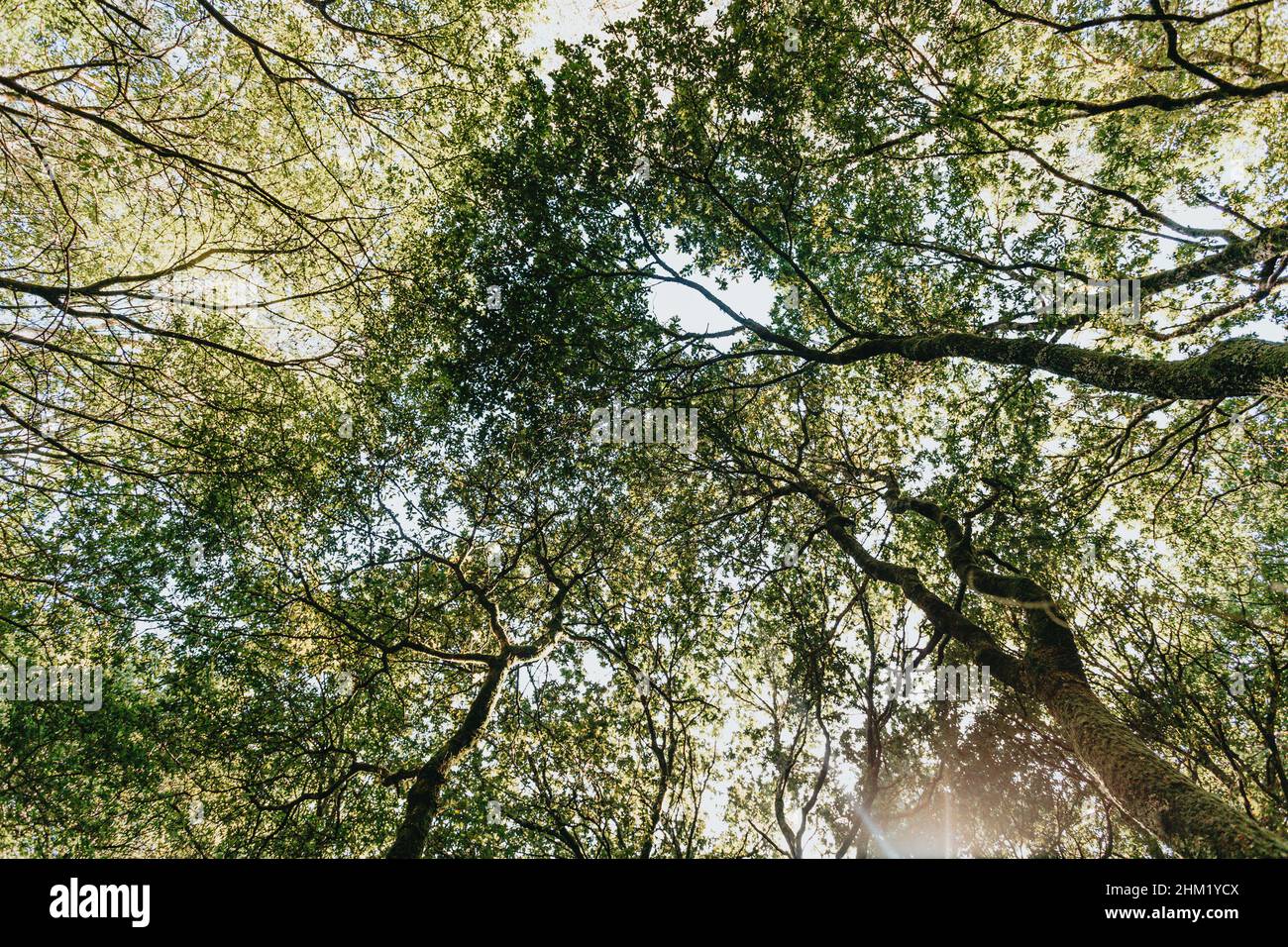 A bright sky over the top of the trees Stock Photo - Alamy
