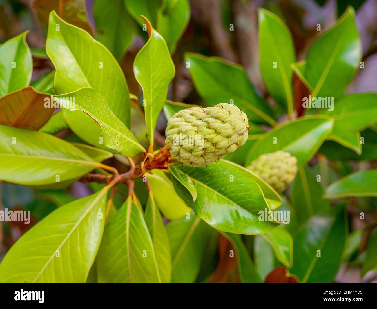 detail of magnolia fruit and leaves with blurred background (Magnolia ...