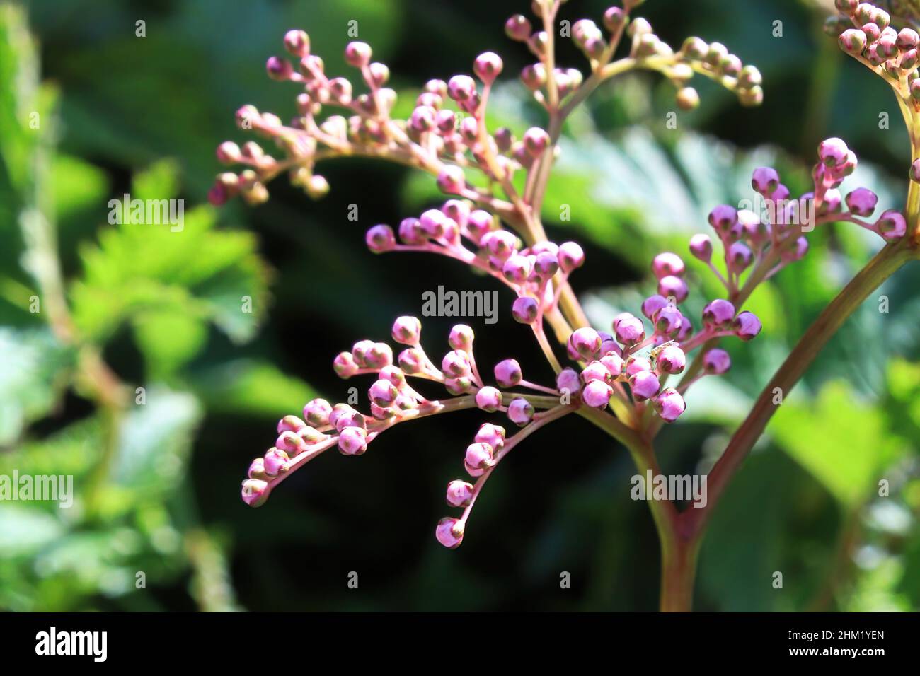 Small mounding plant hi-res stock photography and images - Alamy