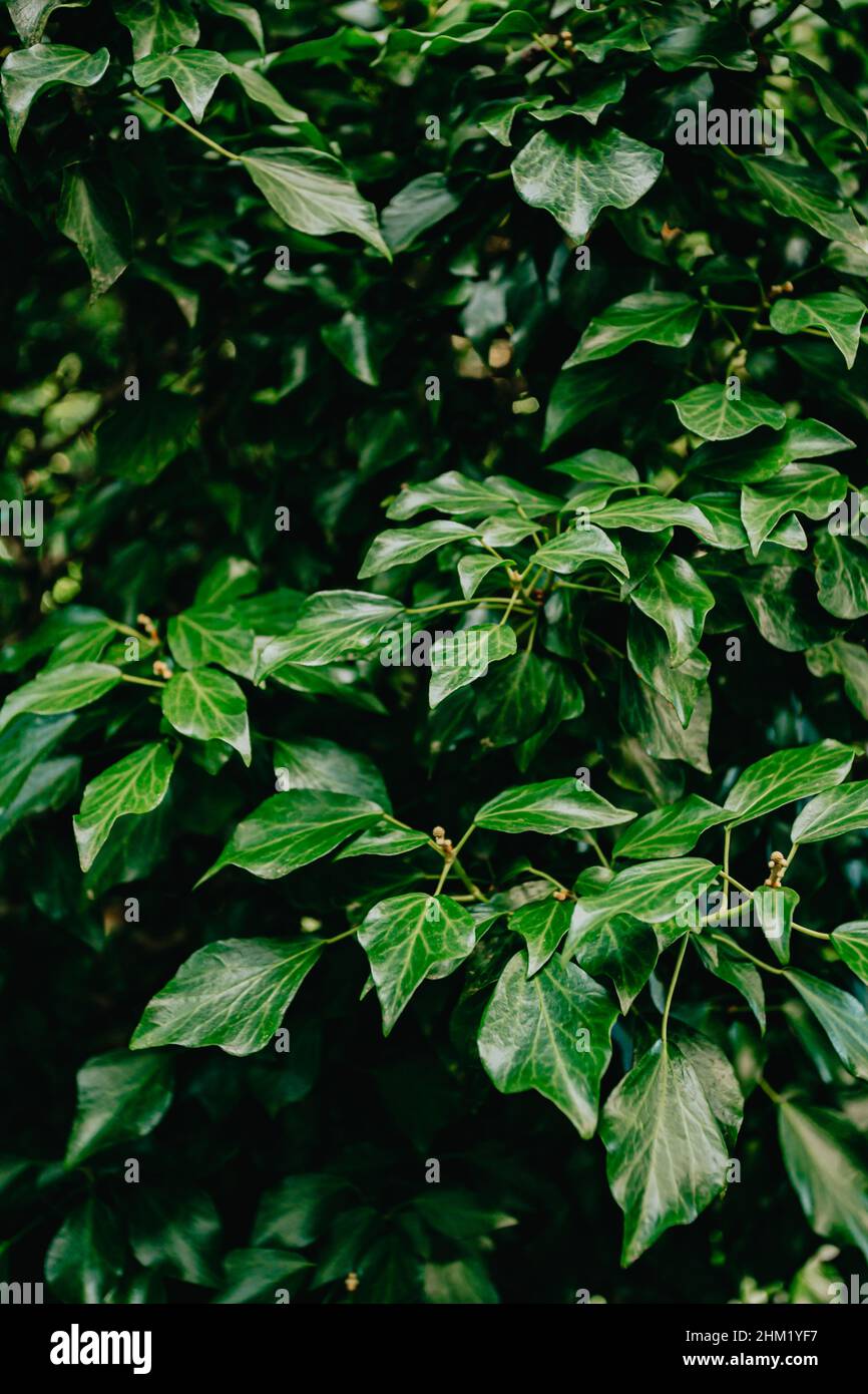 Beautiful and green plant based background Stock Photo - Alamy