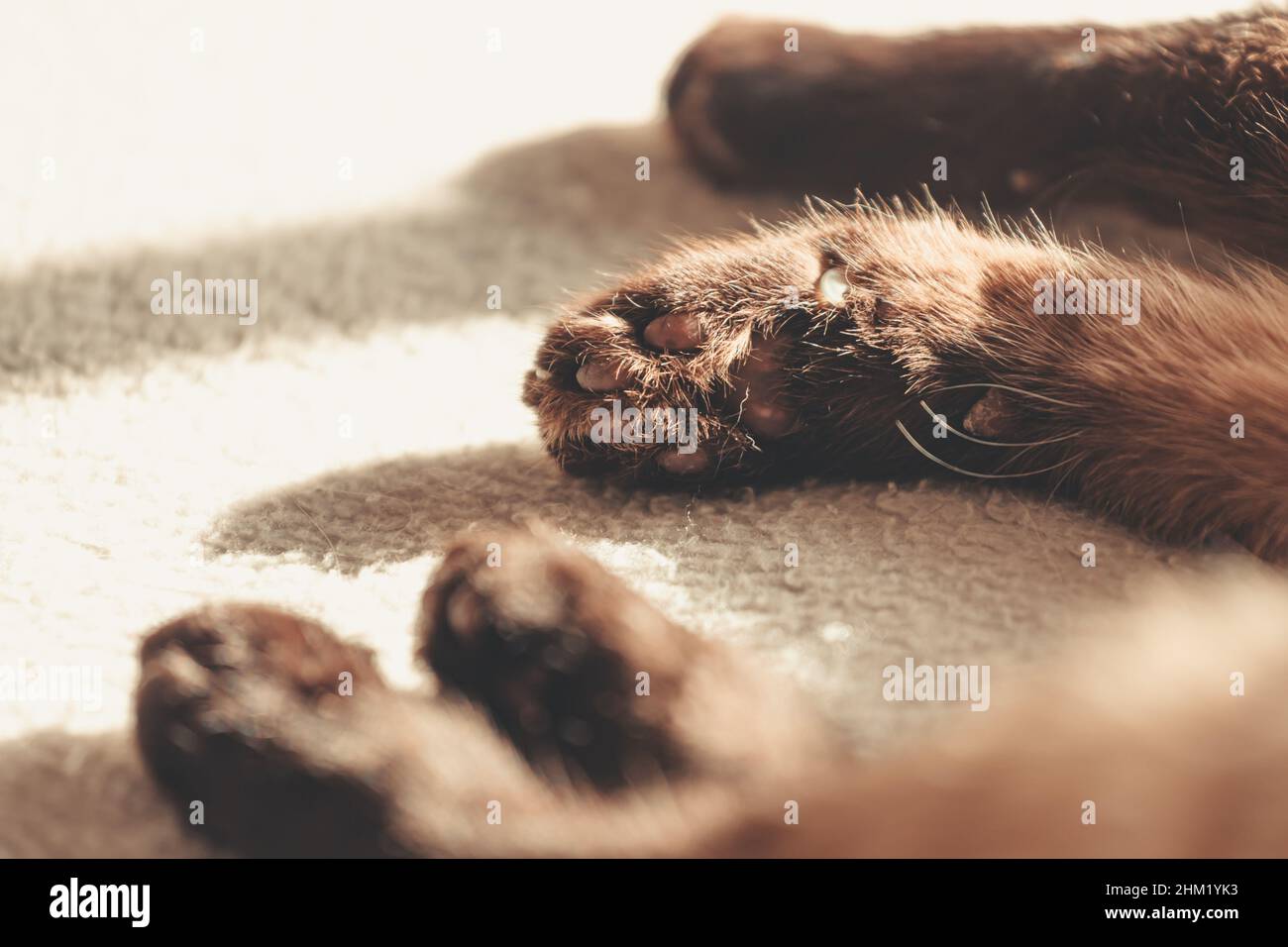 Cat paws over eyes hi-res stock photography and images - Alamy