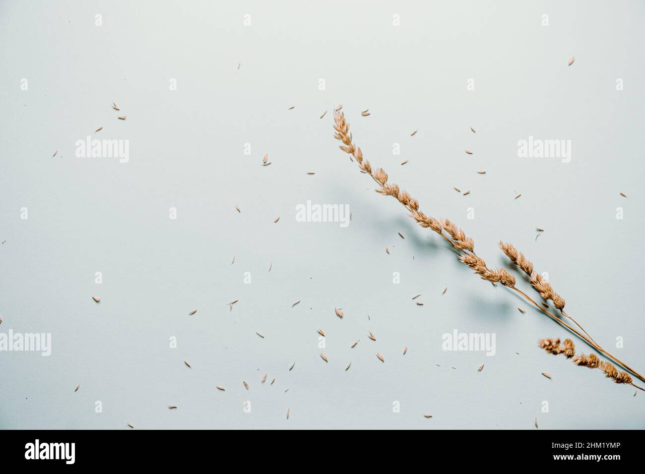 A single spike over a clean and bright background Stock Photo - Alamy