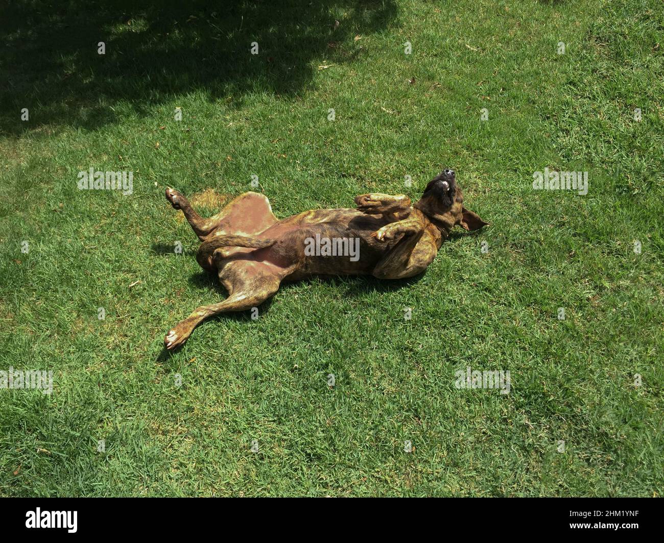 Stray game hi-res stock photography and images - Alamy