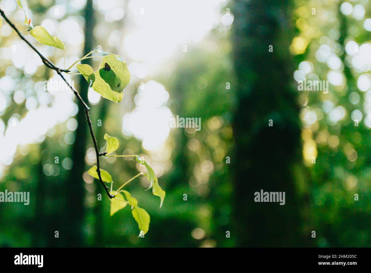 A background with an out of focus forest with a single plant on focus ...