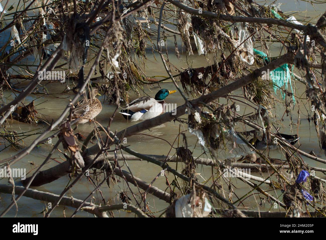 Natural Resources Animals