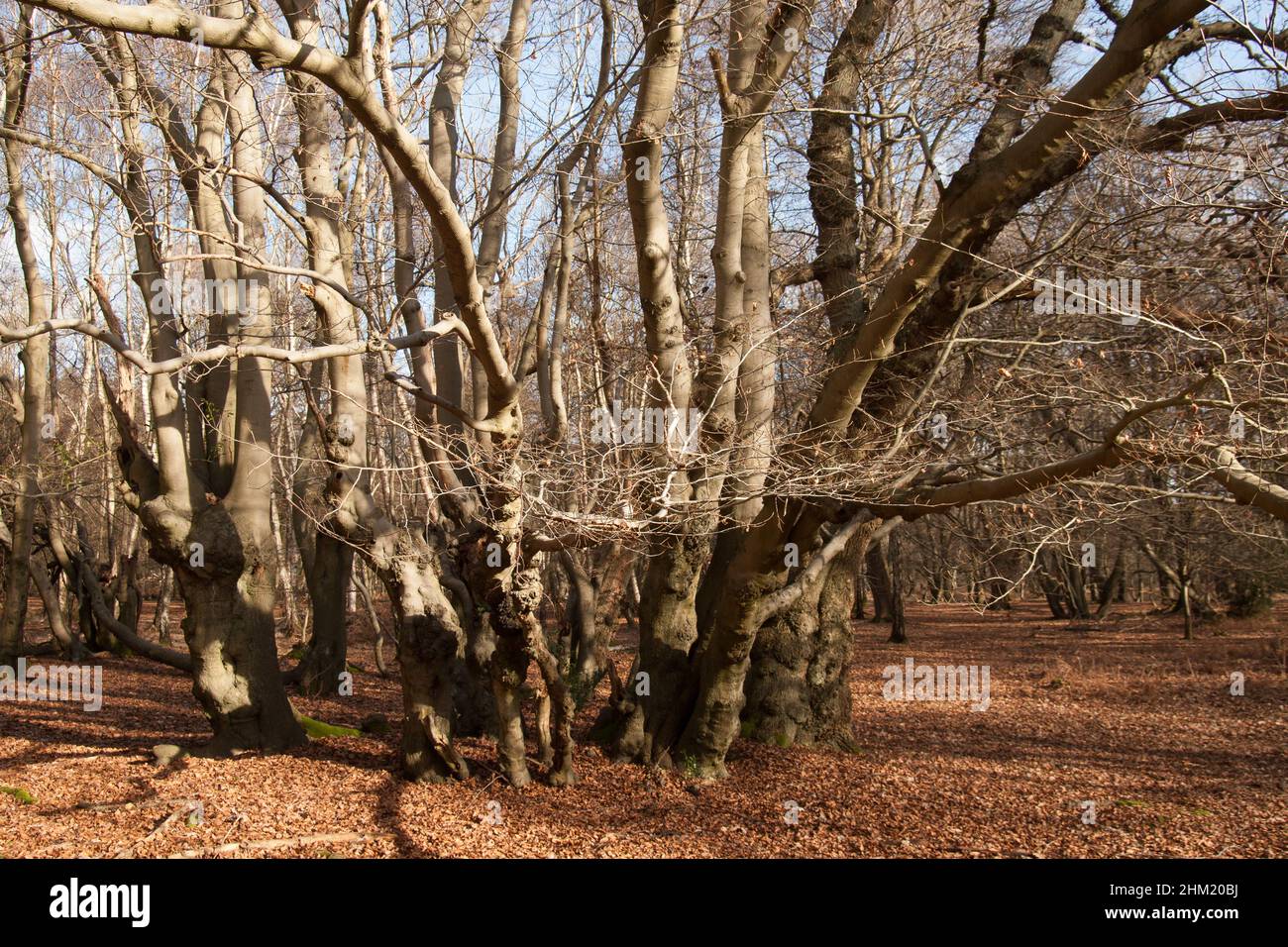 Epping Forest Essex, England UK Europe Stock Photo - Alamy