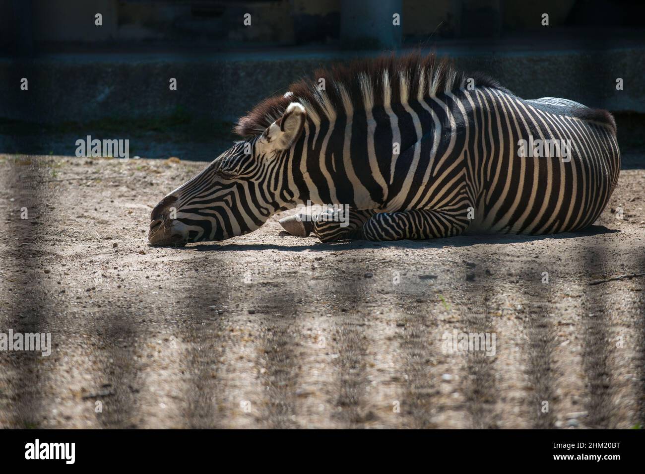 Roma, 15/05/2014: Bioparco - Zoo Stock Photo - Alamy