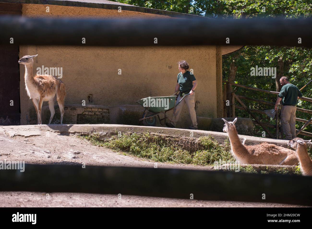 Lavoratori animali hi-res stock photography and images - Alamy