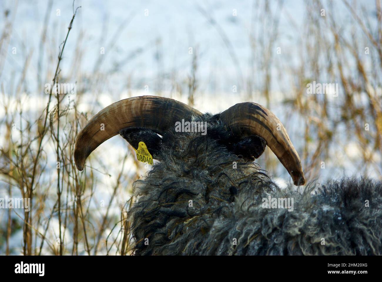 Gray ram with horns in front of high grass plants in a Swedish nature ...
