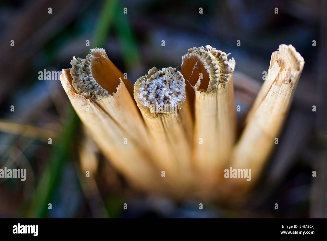 Close up of frosty stems of reed that are cut off in winter Stock Photo ...