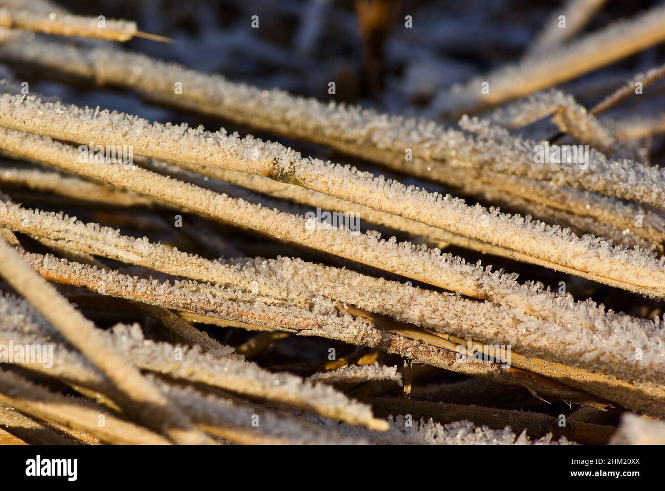 Frosty reed stalks laying on frozen lake in winter Stock Photo - Alamy
