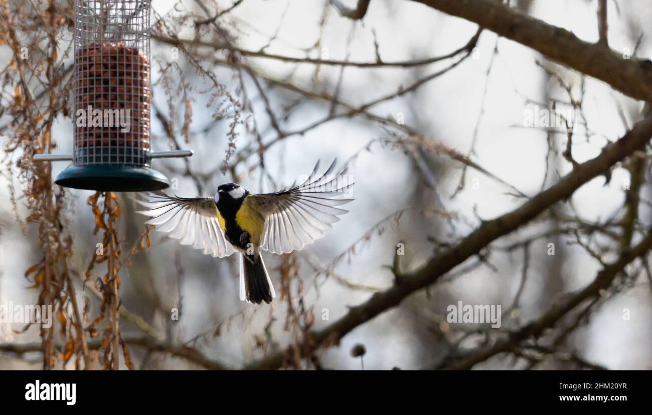 bird flying towards feeder, wings wide open, (great tit, Kohlmeise ...