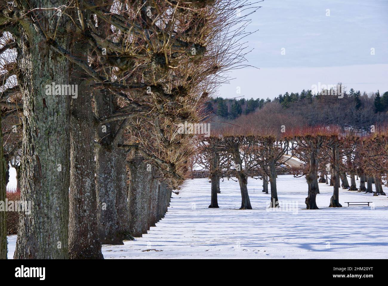 Park with linden trees in a row and an outdoor bench and snow on the ...