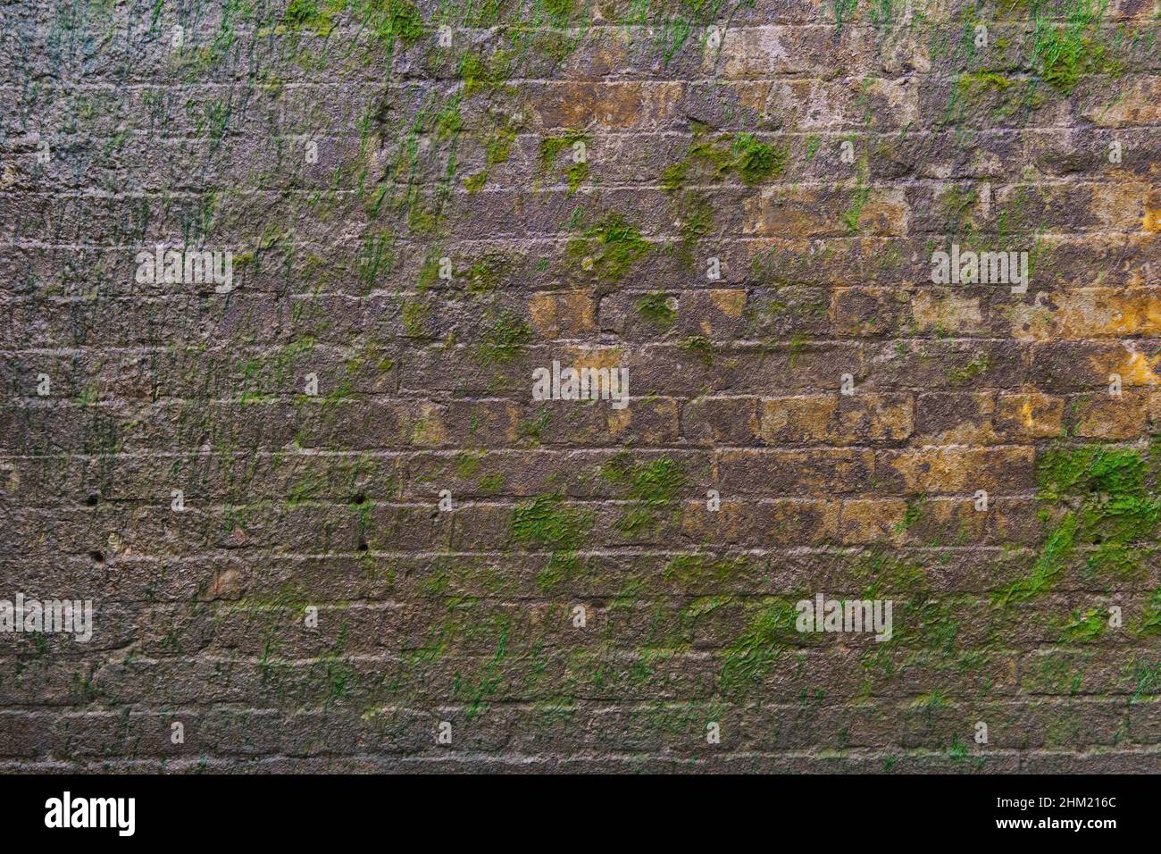 Brick wall with moss growing out of it Stock Photo - Alamy