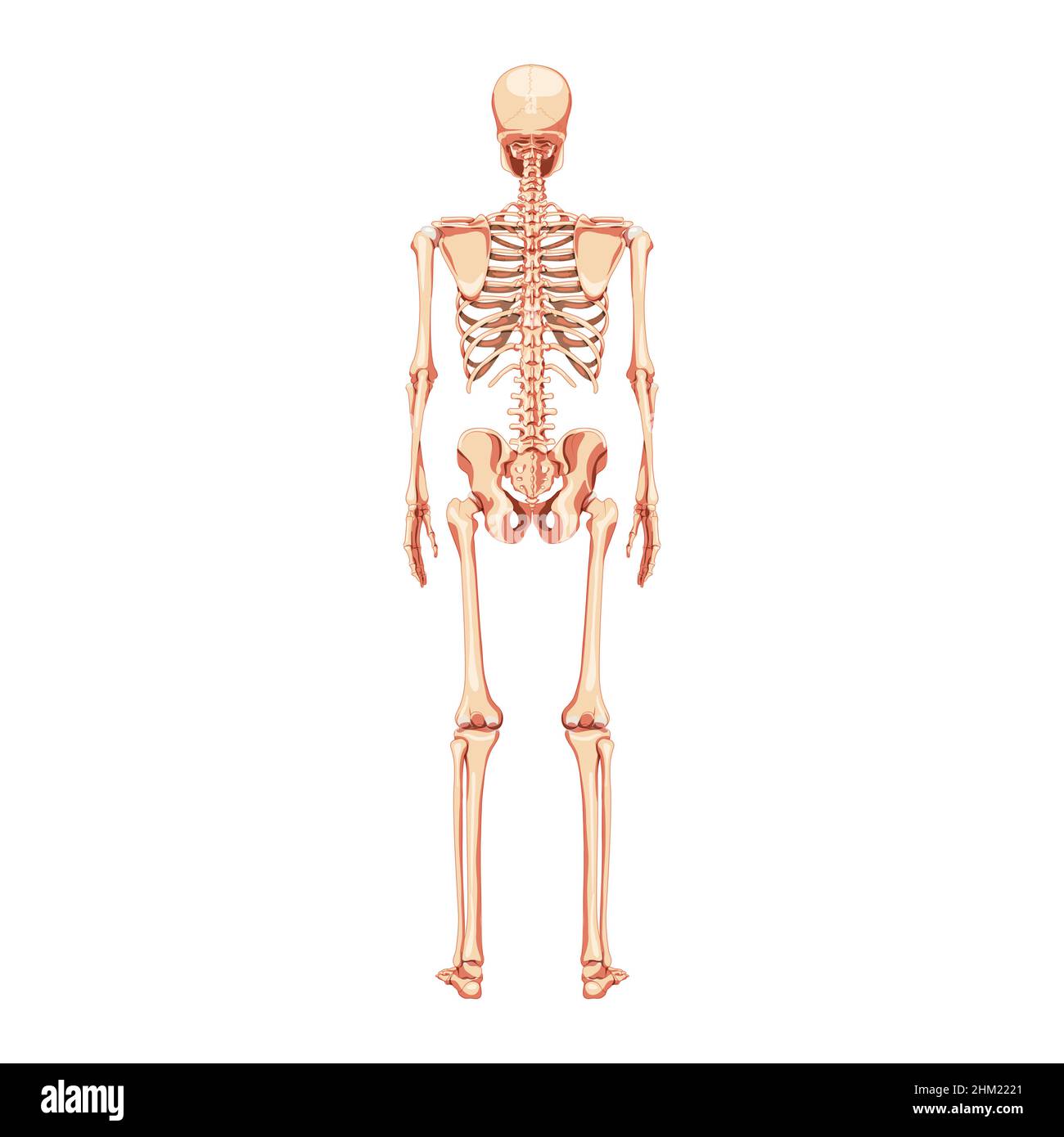 Skeleton Human back posterior view. Realistic flat natural color ...