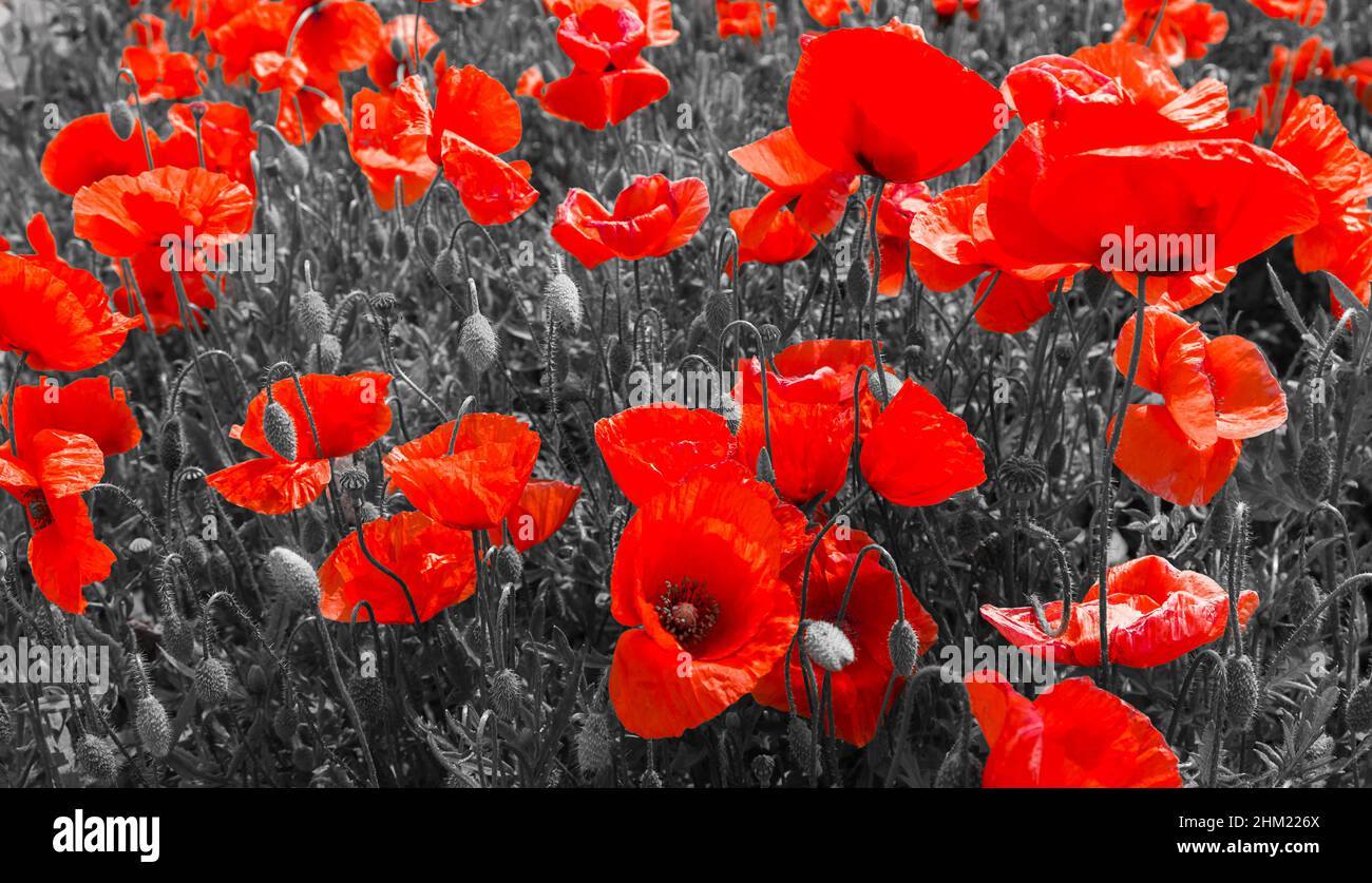 Beautiful red poppies sunset hi-res stock photography and images - Alamy