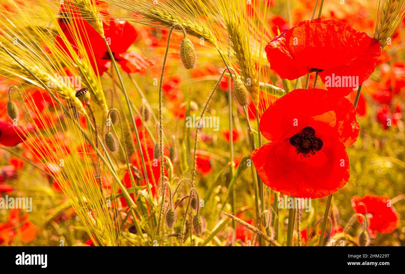 Flowers in a corn field hi-res stock photography and images - Alamy