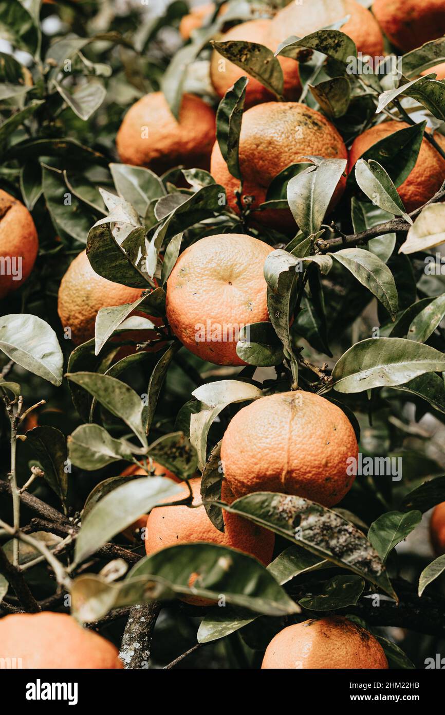 A bunch of oranges during spring in a tree with a colorful tones Stock ...