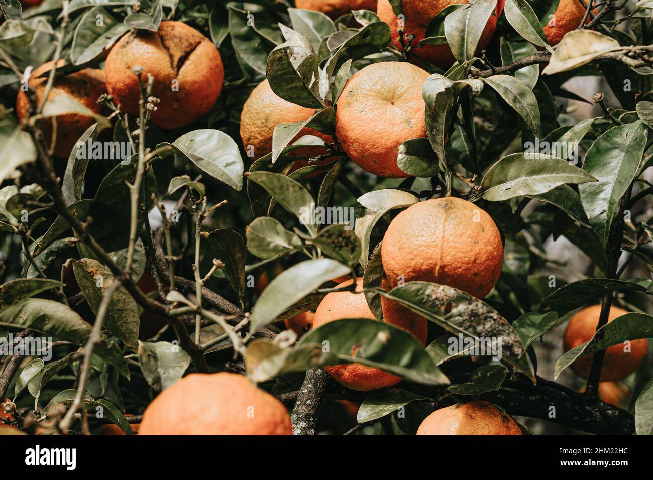 A bunch of oranges during spring in a tree with a colorful tones Stock ...