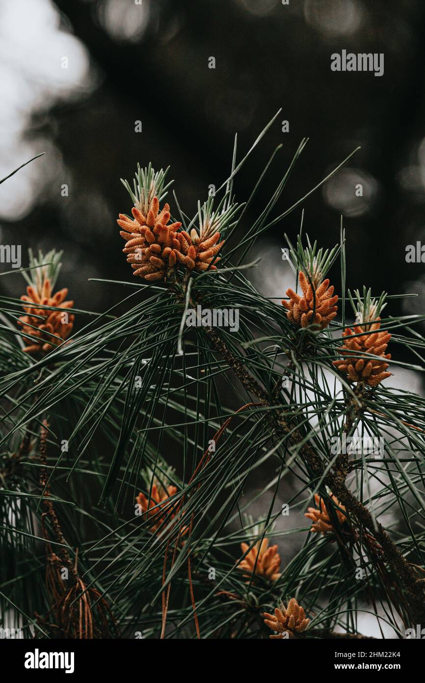 Spring flowers blooming in the trees with a super out of focus ...