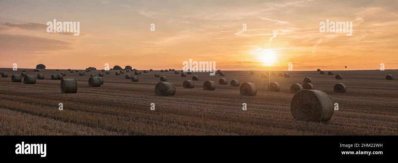 Agricultural field. Round bundles of dry grass in the field against the ...