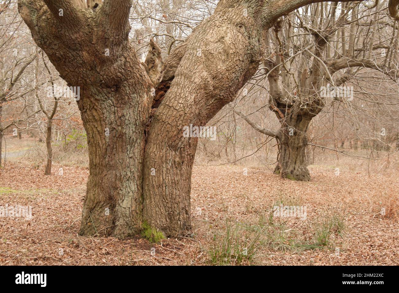 Epping Forest Essex, England UK Europe Stock Photo - Alamy