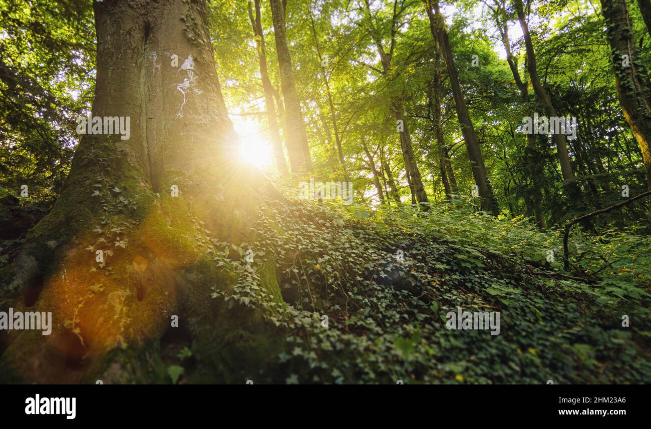 tree trunk in the morning sun Stock Photo - Alamy