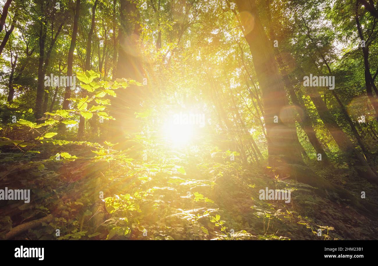 Sunlight shines in wild forest hi-res stock photography and images - Alamy