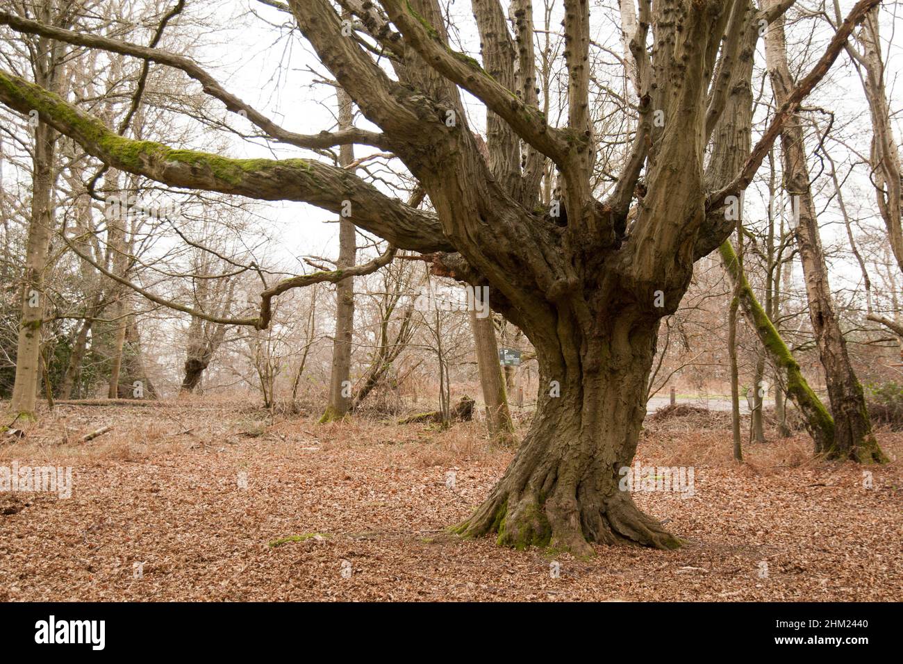 Epping Forest Essex, England UK Europe Stock Photo - Alamy