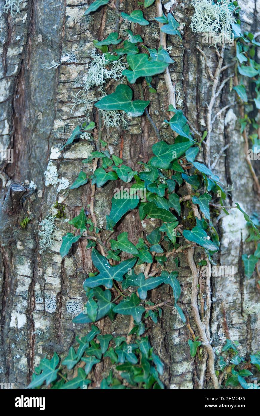 Hedera Helix climbing up the trunk of a chestnut tree next to lichens ...