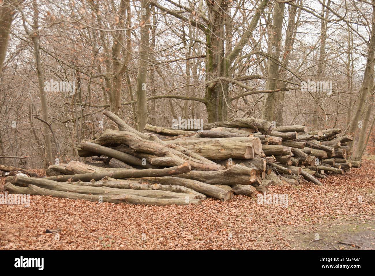 Epping forest winter hi-res stock photography and images - Alamy