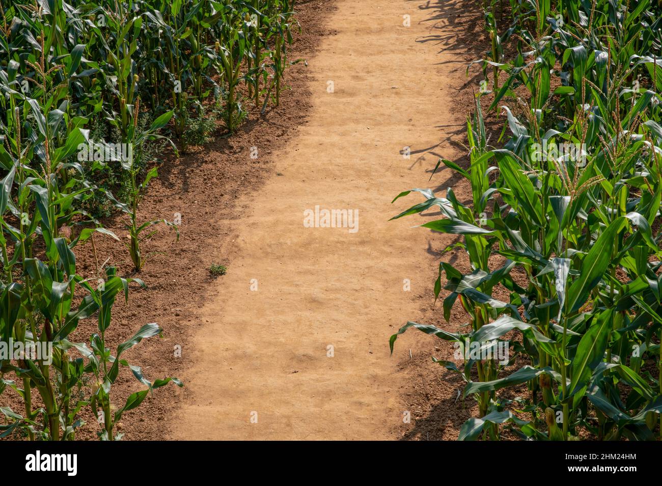 Corn Maze and Path stock photo Stock Photo - Alamy