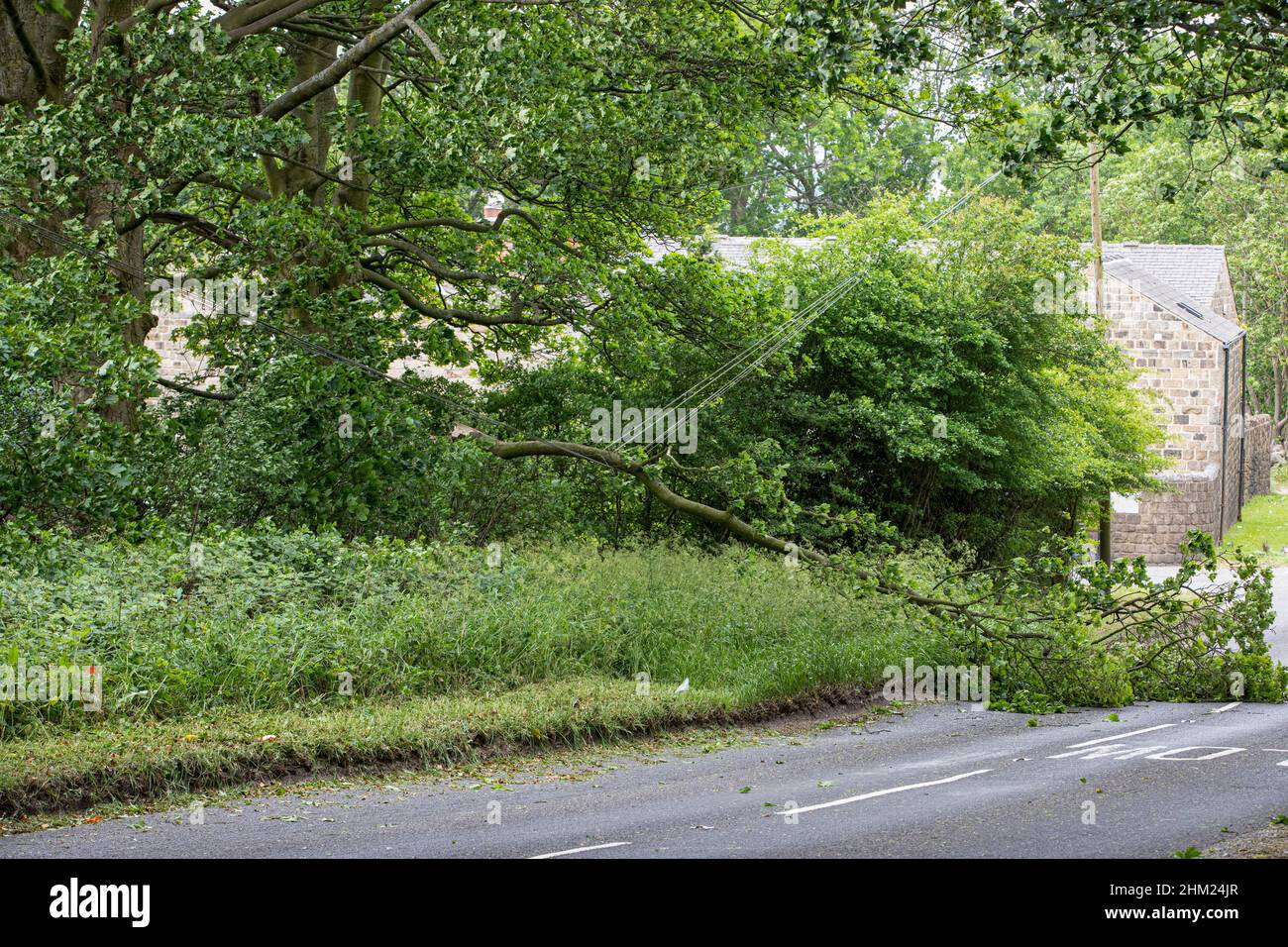 Fallen tree across road bringing down telephone wires and blocking road ...