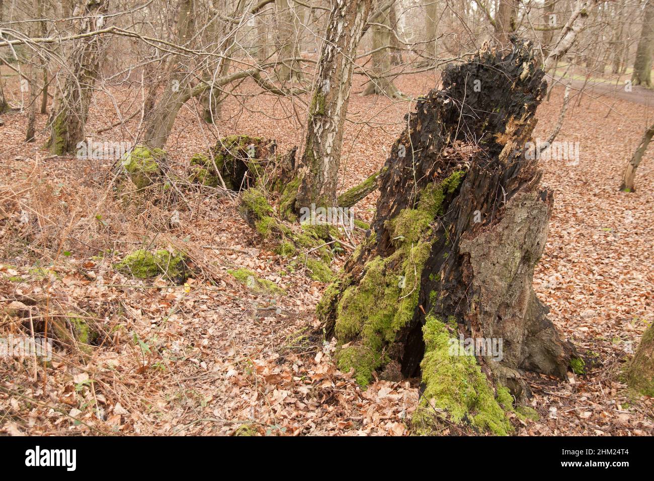 Managed ecosystem hi-res stock photography and images - Alamy