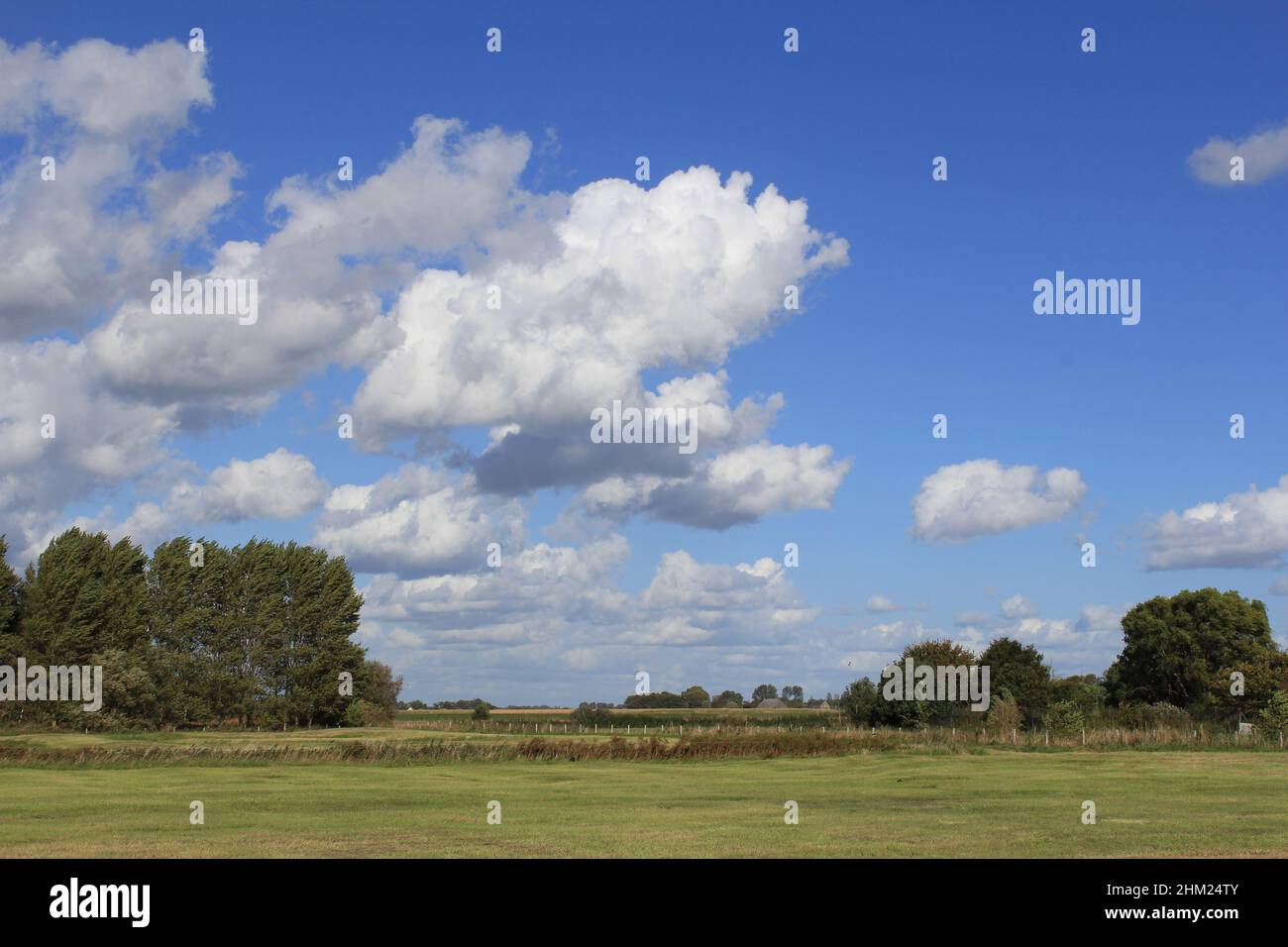 a typical dutch landscape with a blue sky with white clouds above a ...